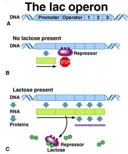 Dna And Gene Expression Flashcards Quizlet
