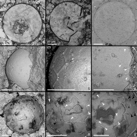 Blastula Unter Dem Mikroskop