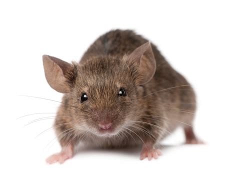 Premium Photo Wild Mouse Isolated