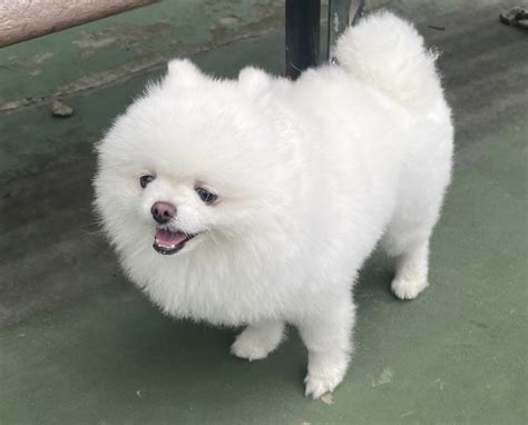 小辣椒樂樂 博美犬感覺自己是「一家之主」 蕃新聞