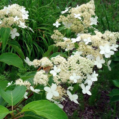 Pluimhortensia Hydrangea Paniculata Praecox Vroege Bloei En