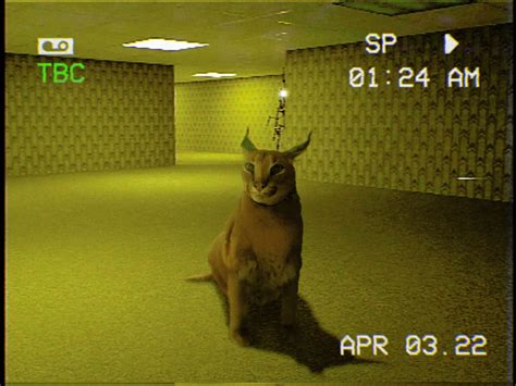 Floppa In The Backrooms Scrolller
