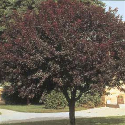 Thundercloud Purple Leaf Plum Tree Stark Bros