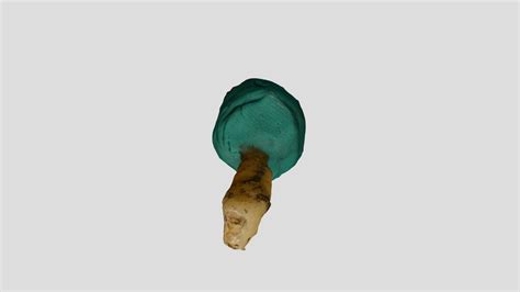 Modified Tooth Models A 3d Model Collection By Ccverdguo Sketchfab