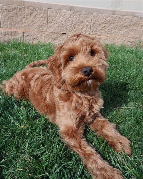 Mini Australian Labradoodle The Cutest Doodle Out There