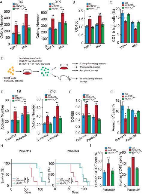 Neat1 1 Suppresses Human Aml Maintenance And Human Lsc Function A C