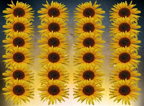 Free Images Sunflower Flowers Series Assembly