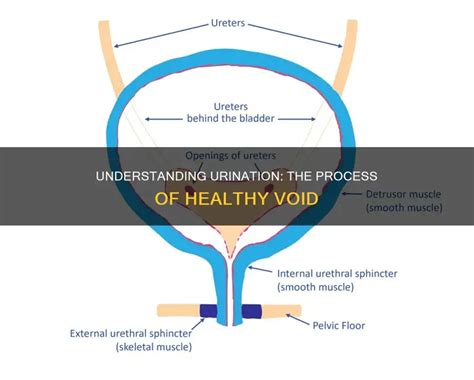 Understanding Urination The Process Of Healthy Void Medshun