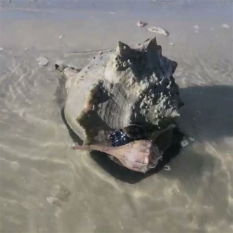 Lightning Whelk Sex On The Beach Youtube