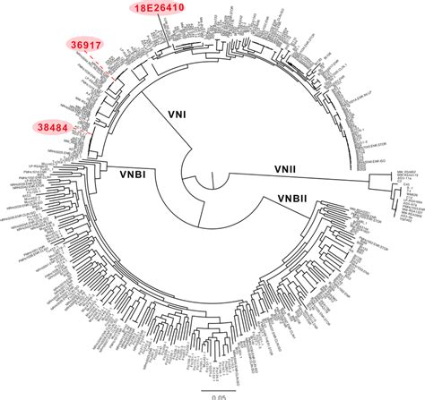 Fasttree Based On The Isolates From The Desjardins Et Al Paper 14