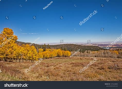 Quacking Aspen Tree Beztantiemowe Zdjęcia Stockowe Z Możliwością Licencjonowania Ponad 29