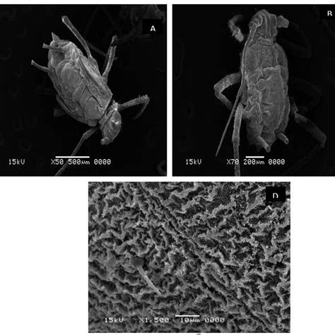 Untreated Aphid A Ventral View 50x B Dorsal View 70x And C Download Scientific Diagram