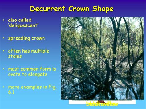 Ch 6 Structure And Growth Ppt Download