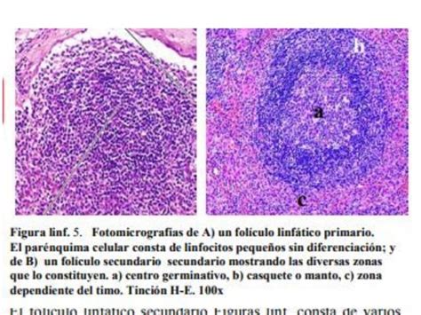 Histofisiología Del Tejido Linfoide Pdf