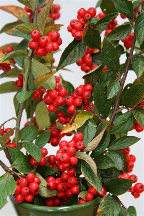Cotoneaster Sikangensis Sikang Cotoneaster Shrubsrhs