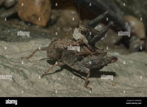 Black Sided Pygmy Grasshopper Tettigidea Lateralis Insecta Stock