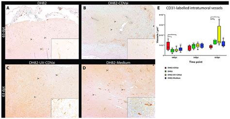 Cd31 Immunolabeling In Murine Subcutaneous Dh82 Cell Xenografts For