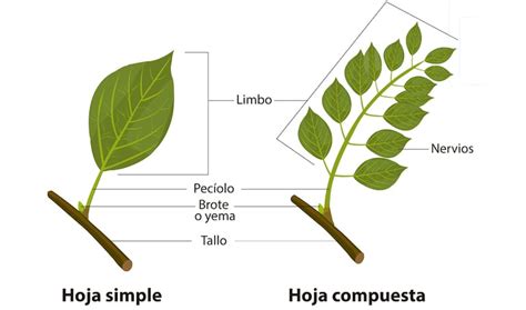 Partes Y Funciones De La Hoja Escolar Abc Color