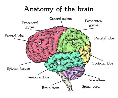 Localisation Of Function In The Cerebral Cortex — Neuroscience — Psychstory