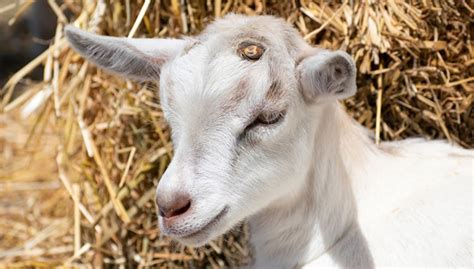 Disbudding Goats 3 Helpful Ways On How To Disbud Goats