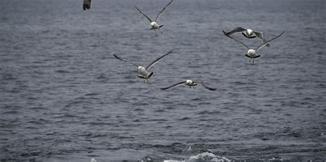 Tsunami Warnung Ausgelöst 7 8 Schweres Erdbeben Erschüttert Alaska Mopo