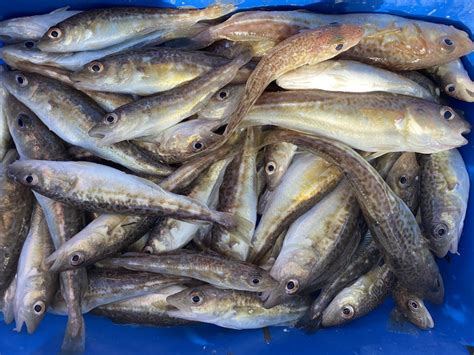 The Coastal Cod Population Is Not Extinct