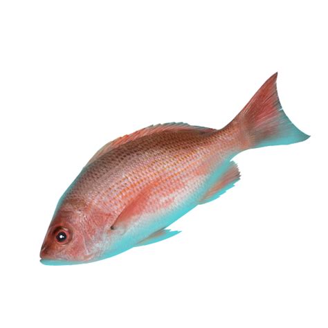 Red Snapper Reef Smart Guides
