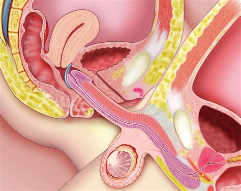 Anatomical Sex By Hud Hudson On Deviantart