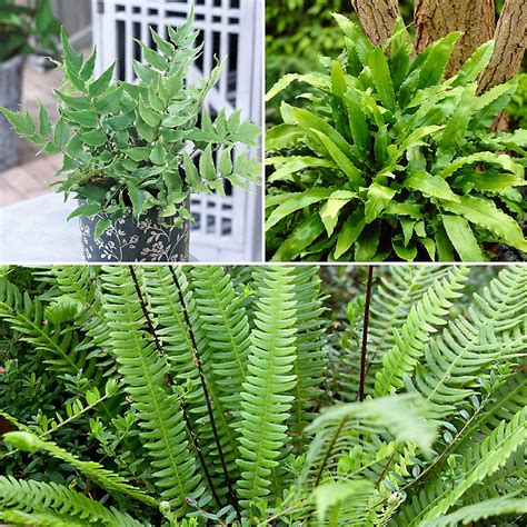 You Garden Pack Of 3 Evergreen Hardy Ferns In 9cm Pots Ferns Plants Outdoor Garden Ready