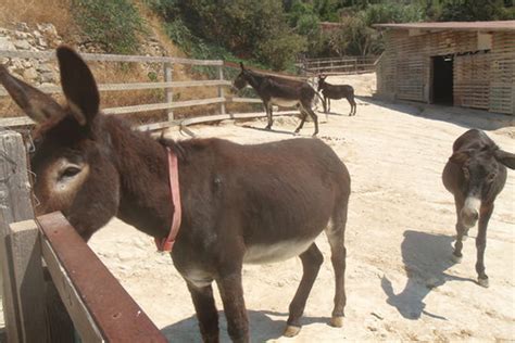 پناهگاه الاغ‌ ها کجاست عکس آدرس و هر آنچه پیش از رفتن باید بدانید