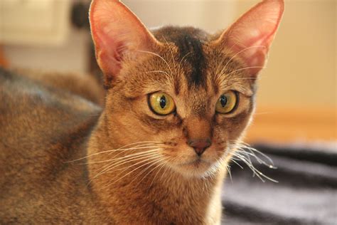2560x1440 Wallpaper Beige And Black Fur Cat Peakpx