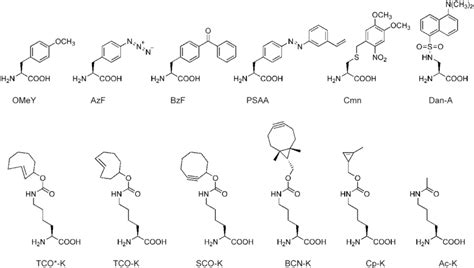 Structures Of Uaas Discussed In This Minireview O Methyl L Tyrosine