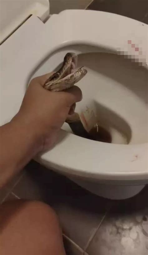 Python Bites Mans Balls While He Uses The Toilet