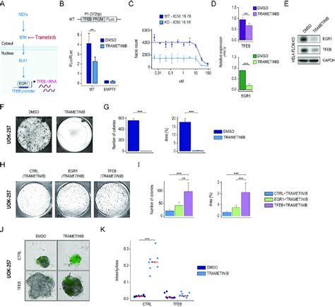 Trametinib Inhibits The Egr1 Tfeb Axis In Bhd Patient Derived Cancer Download Scientific
