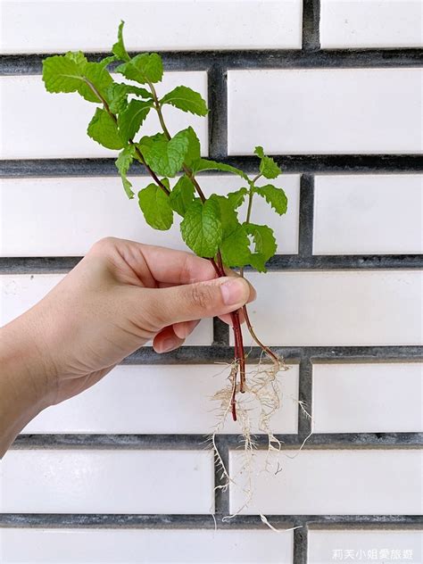 園藝 適合居家栽培跟料理食譜入菜的7種香草植物及4款觀葉植物種植分株、水培心得 莉芙小姐愛旅遊
