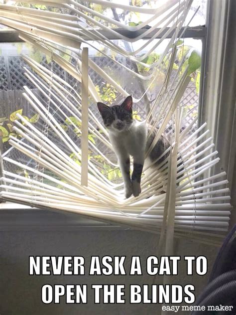 Venetian Blind Cat Meme