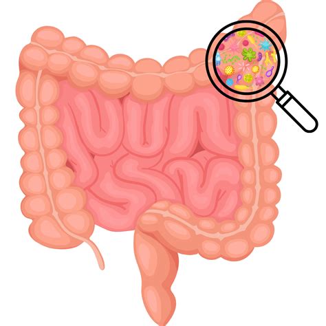 Exploring The Gut Microbiomes Influence On Mnd Mnd Research Blog