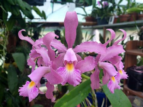 Cattleya Velutina X Harrisoniae