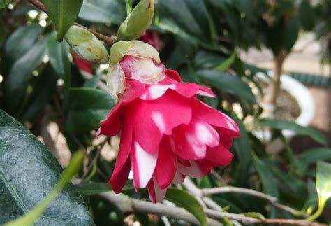 世界の椿館・碁石 ｜ つばき図鑑