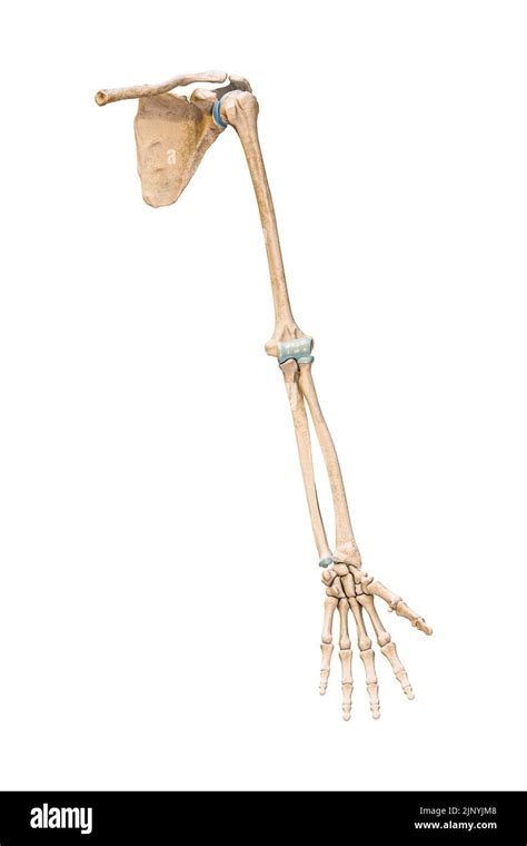 Human Arm Bone Structure