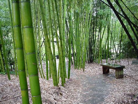 Bamboo Giant Nursery And Gardens Bamboo Privacy Hedges