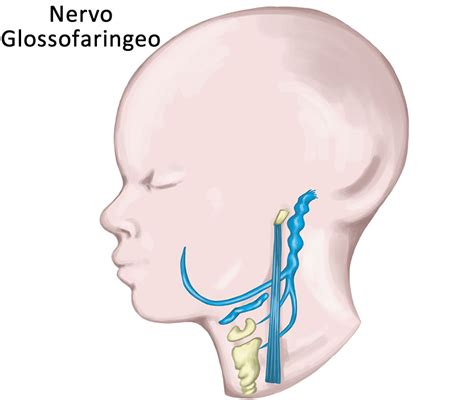 Anatomia Do Nervo Glossofaringeo Gustação E O Papel Do Sistema