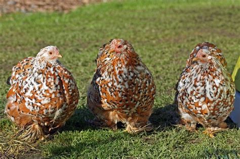 Millefleur Pekins Chicken Breeds Beautiful Chickens Chickens Backyard