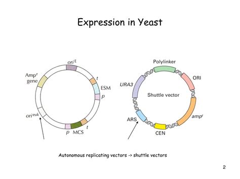 Ppt Expression In Eukaryotic Systems Powerpoint Presentation Free