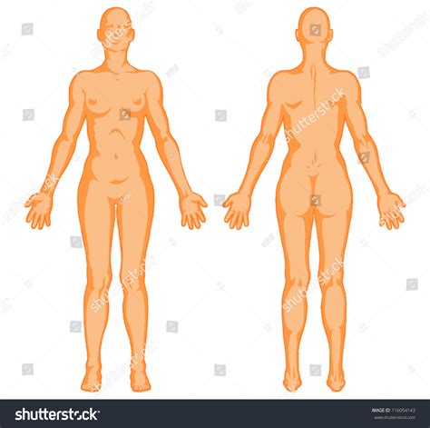 Female Body Shapes Human Body Outline Vector Có Sẵn Miễn Phí Bản Quyền 116054143 Shutterstock