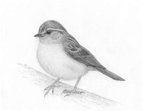 Realistic Bird Sketch Realistic Pencil Drawings Of Birds Fine Art