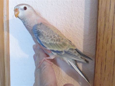 The Splendid Bourke Bird Blog