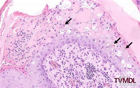 Contagious Ecthyma Diagnosed In A Young Goat Texas Aandm Veterinary