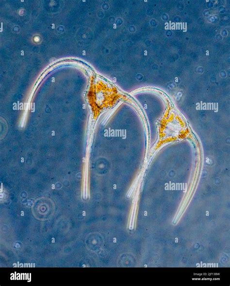 Dinoflagellates