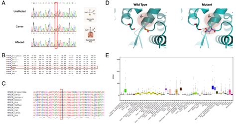 The Hmgcr Mutation A Sanger Sequencing Of An Hmgcr Amplicon Of An Download Scientific